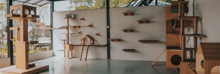 Taman Kucing | Madad Centre